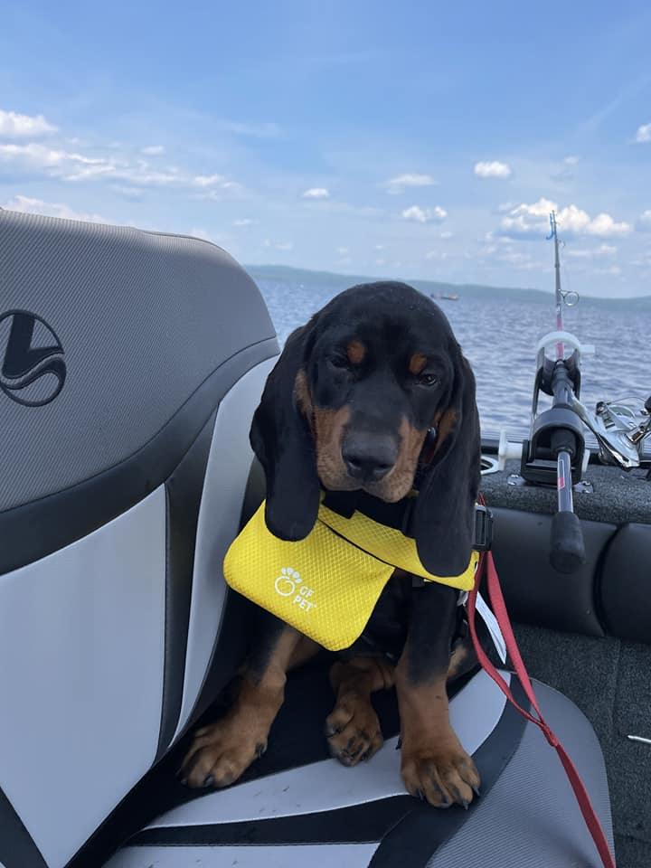 Pups & Props: 5 Must-Have Items for Boating With Your Dog | Blog ...
