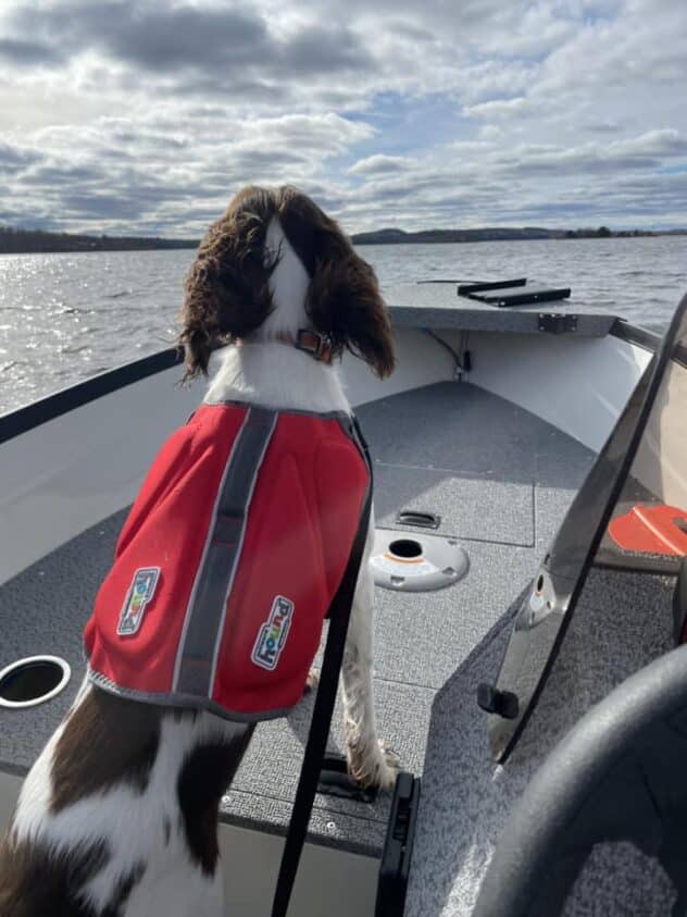 Pups & Props: 5 Must-Have Items for Boating With Your Dog | Blog ...